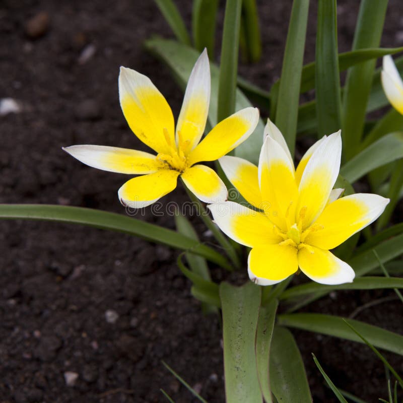 Lirios Amarillos Por La Cerca De Madera Vieja Imagen de archivo ...