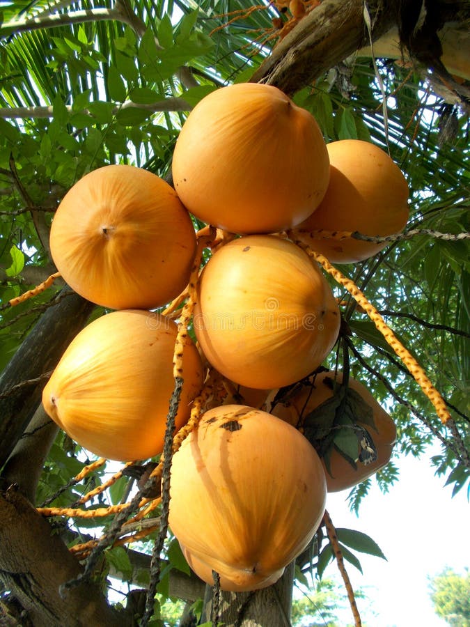 Amarillo del coco del rey foto de archivo. Imagen de fondos - 99137746