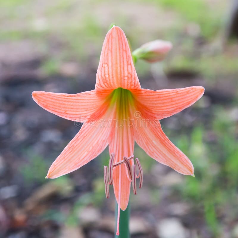 The Beautiful Red Amaryllidaceae Hippeastrum Flower, Is Perennial ...