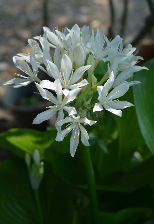 AMArYLLIDACEAE stock image. Image of green, purity, bloom - 36213161
