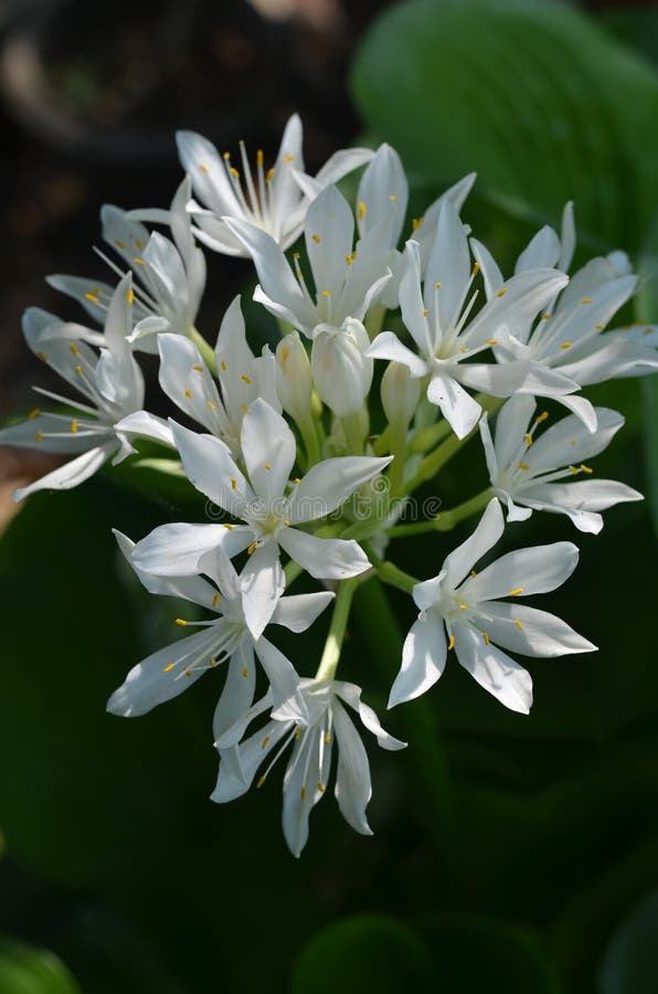 AMArYLLIDACEAE stock photo. Image of movement, tropics - 36213164
