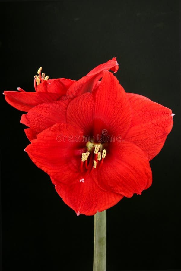 Amaryllis Stock Photos - Download 6,584 Royalty Free Photos