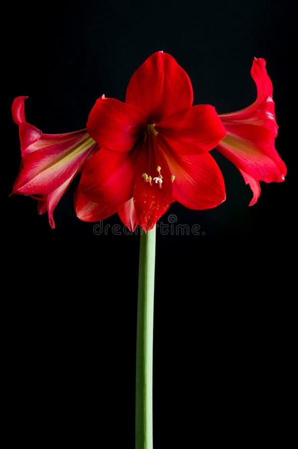 Flower, Amaryllis buds stock photo. Image of flowering - 23348300