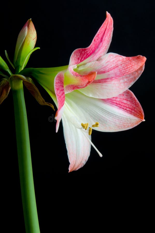 Flower, Amaryllis buds stock photo. Image of flowering - 23348300