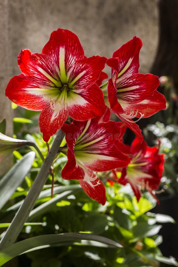 Amaryllis (Amaryllidaceae) Flower Stock Image - Image of plant, summer ...