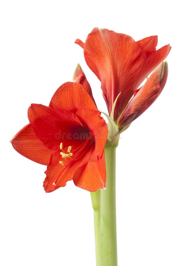 Fleurs D'une Grande Fleur Rouge D'isolement Sur Le Fond Blanc Image ...