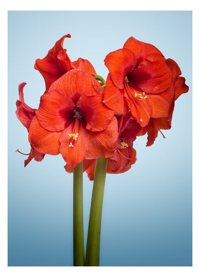 Amaryllis Flower stock photo. Image of beauty, freshness - 32930674
