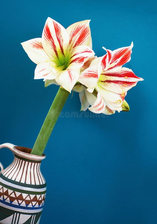 Amaryllis Flower on Blue Background Stock Photo - Image of beautiful ...