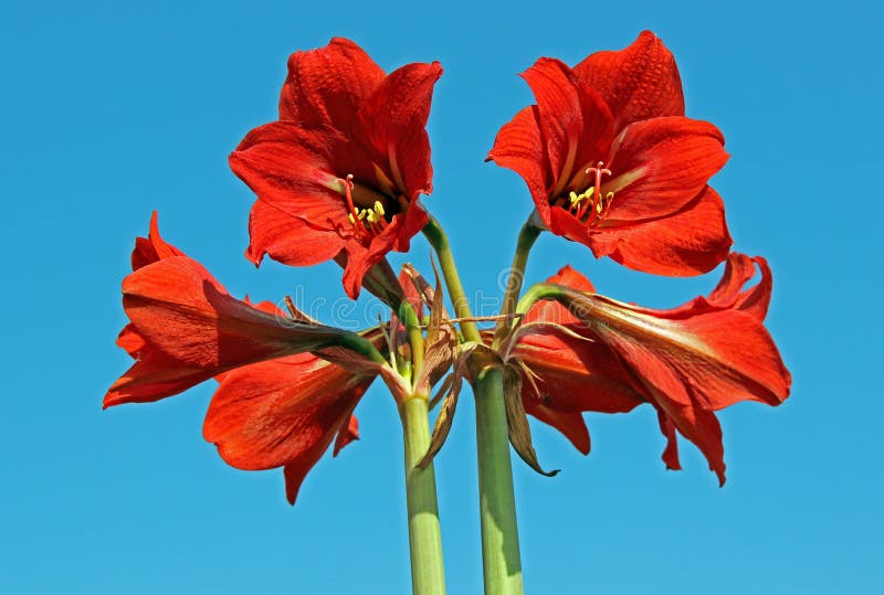 Amaryllis Flower stock image. Image of female, south - 39636479