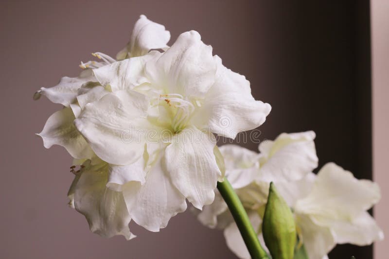 Amaryllis Flower Open with Closed Bud Green Stem Stock Photo - Image of ...