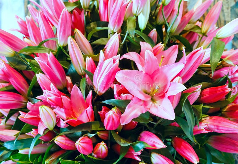 Amaryllis flowers bouquet stock image. Image of amaryllis - 48405401