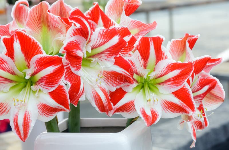 Amaryllis flowers bouquet stock image. Image of amaryllis - 48405401