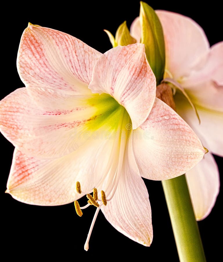 Amaryllis stock photo. Image of foliage, perennial, nature - 40327602