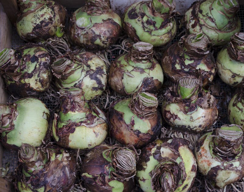 Amaryllis or Hippeastrum Bulbs Stock Image - Image of dormancy ...