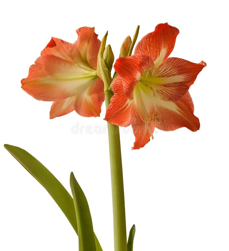 Amaryllis Hippeastrum stock photo. Image of isolated - 267616356