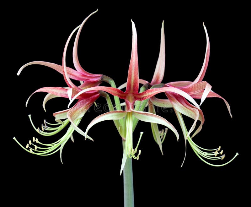 Amaryllis Hippeastrum Moonlight, Fine Di Luna Su Fotografia Stock ...