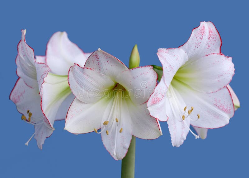 Amaryllis Hippeastrum Large Flowering Moonlight, Luna Close Up Stock ...