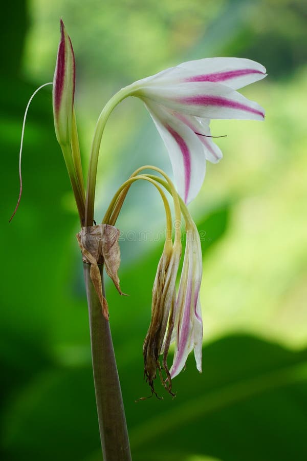 Amaryllis Lily (Also Called Bunga Bakung) in Nature Stock Photo - Image ...