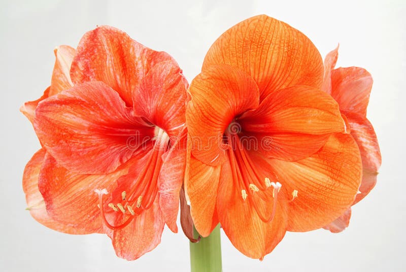 Amaryllis Orange Ou Hippeastrum Image stock - Image du fermer, floraison: 215780669