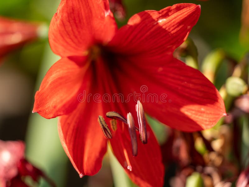 Amaryllis Red Lion, Large Red Flower Stock Image - Image of botany ...
