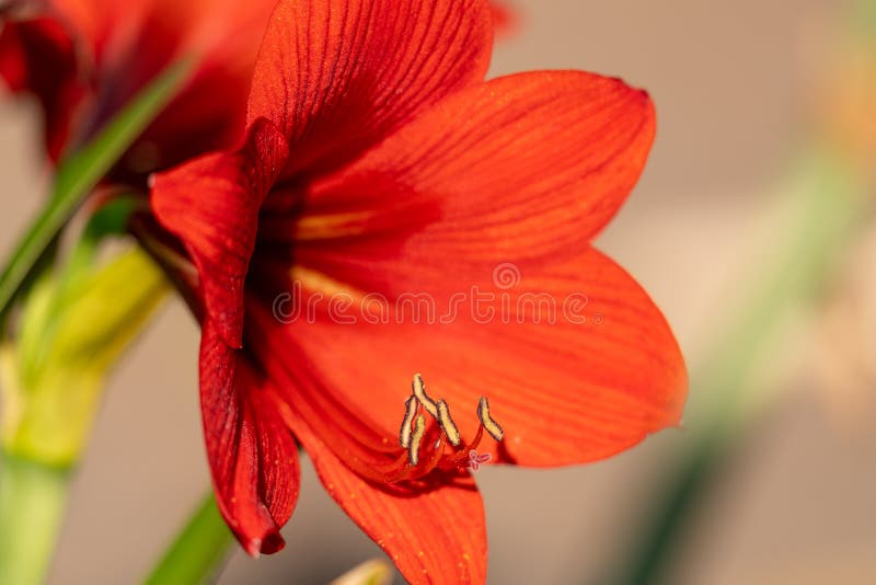 Amaryllis Red Lion, Large Red Flower Stock Photo - Image of clorful ...