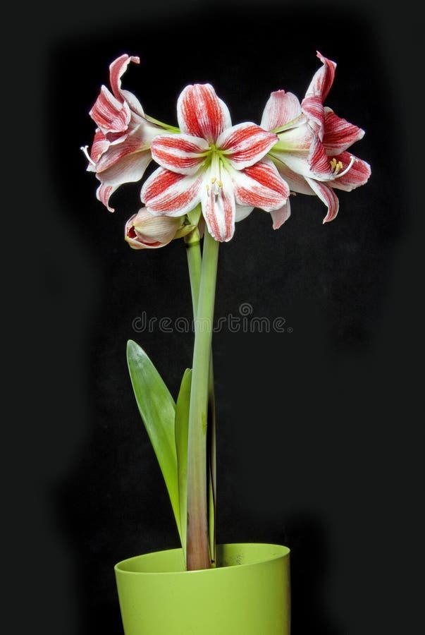 Amaryllis Rouge Dans Le Bac De Fleur Photo stock - Image du lumineux ...