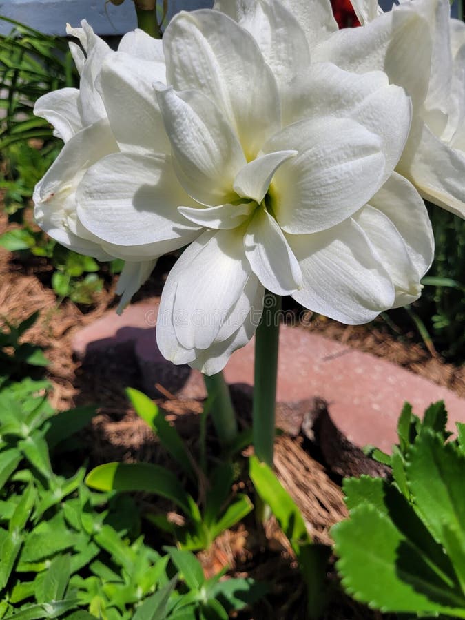 White amaryllis flower stock image. Image of nature - 381973737