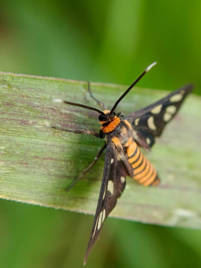 Amata Huebneri or Known As Tiger Moth Stock Photo - Image of moth ...