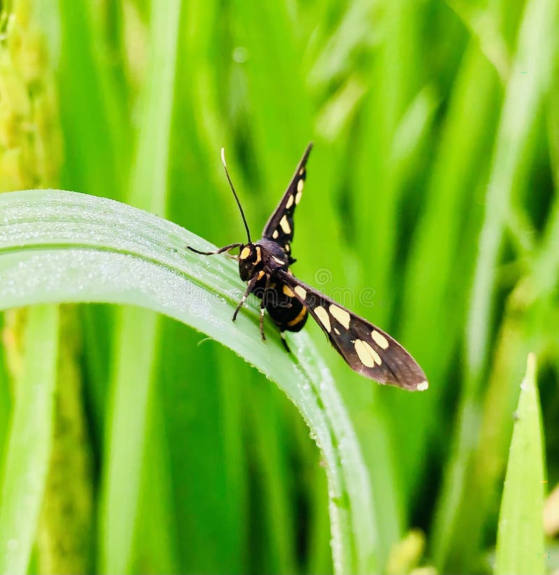 Amata Huebneri Moth Resting on Leaf Surface Stock Illustration ...