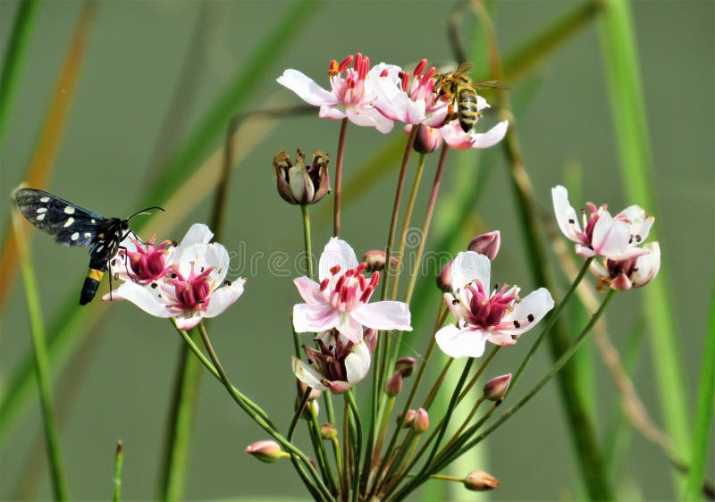 Amata phegea butterfly stock photo. Image of antenna - 186715818