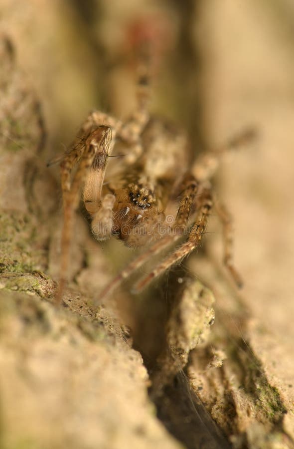 Amaurobiidae imagem de stock. Imagem de assustador, aranha - 22630691