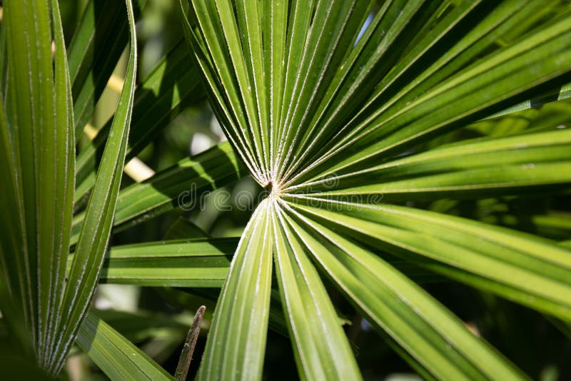Beauty of Nature, Curve of Fresh Palm Leaf Stock Image - Image of ...