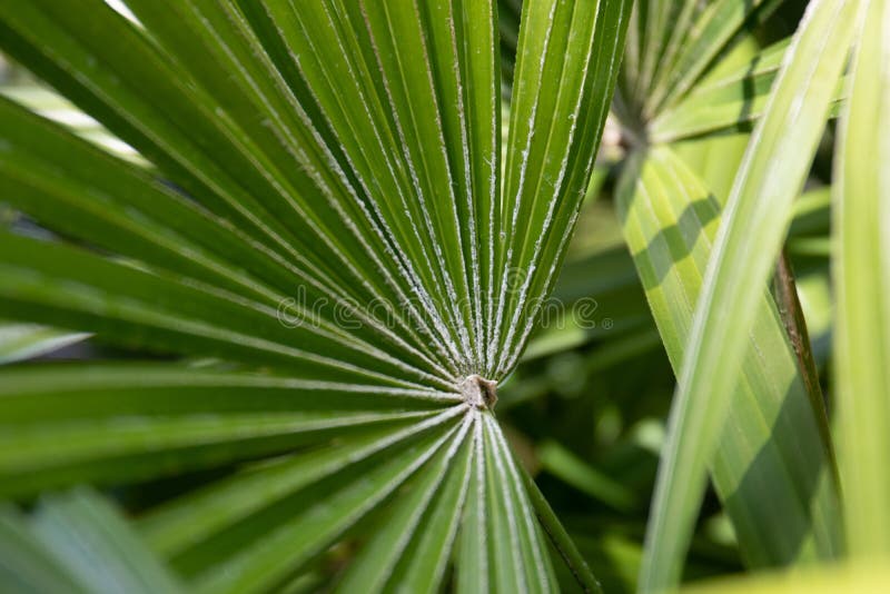 Beauty of Nature, Curve of Fresh Palm Leaf Stock Image - Image of earth ...
