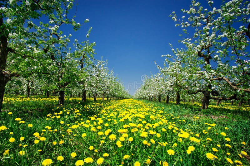 Amazing Apple Orchard in Spring. Stock Image - Image of horizontal ...