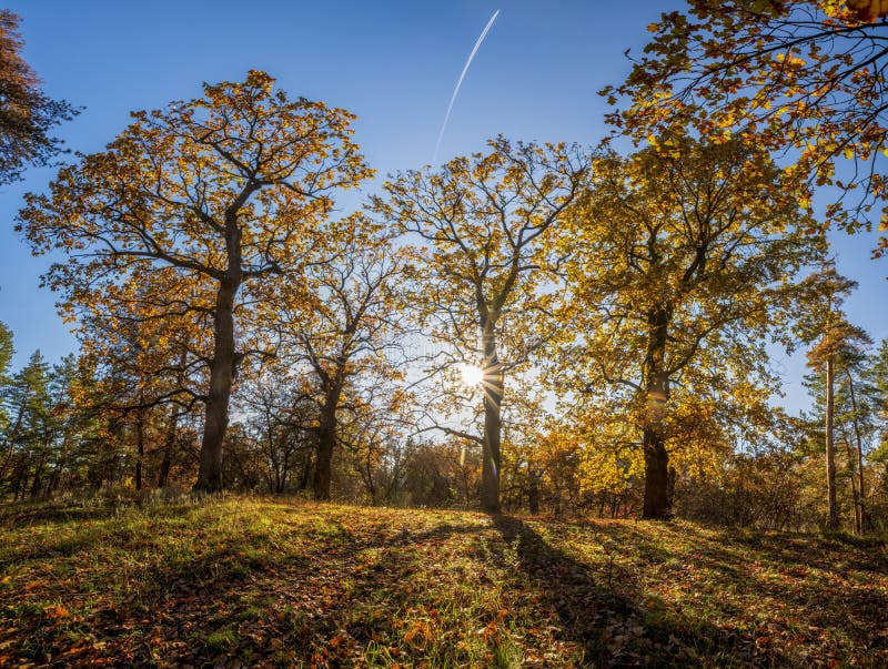 Amazing Autumn Scenery. Sun Rays through Autumn Oak Trees Stock Image ...