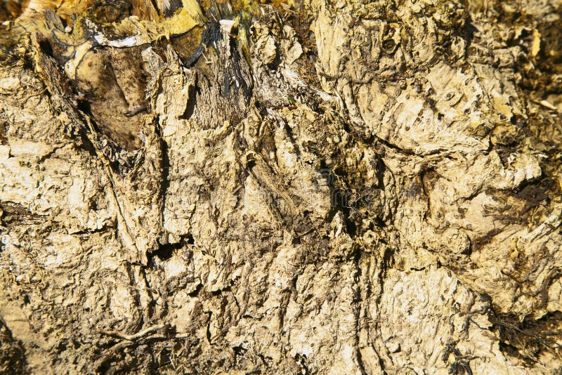 Amazing Background of the Bark of an Old Tree Stock Photo - Image of ...