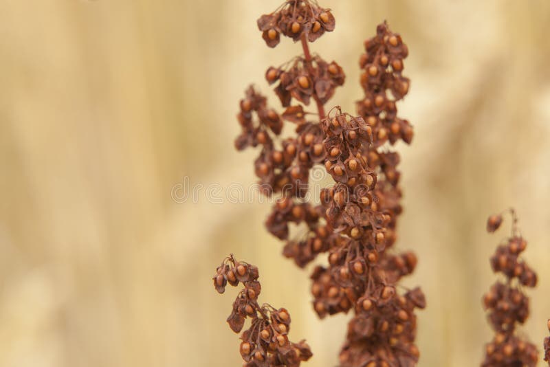 Amazing Backgrounds with Field Fine Grass Stock Image - Image of flora ...