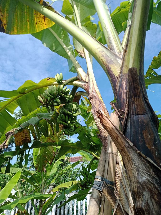 Amazing banana tree stock image. Image of banana, tree - 279267811