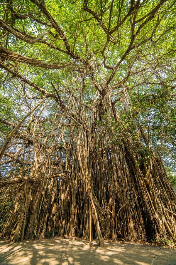 Tree of Life, Amazing Banyan Tree Stock Photo - Image of india, leaf ...