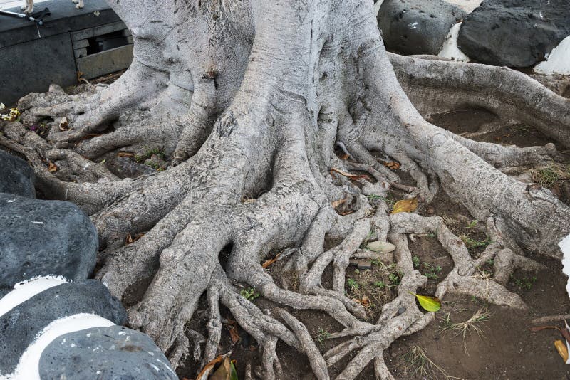 Amazing Bare Tree Roots on the Ground Close Up Photo Stock Photo ...