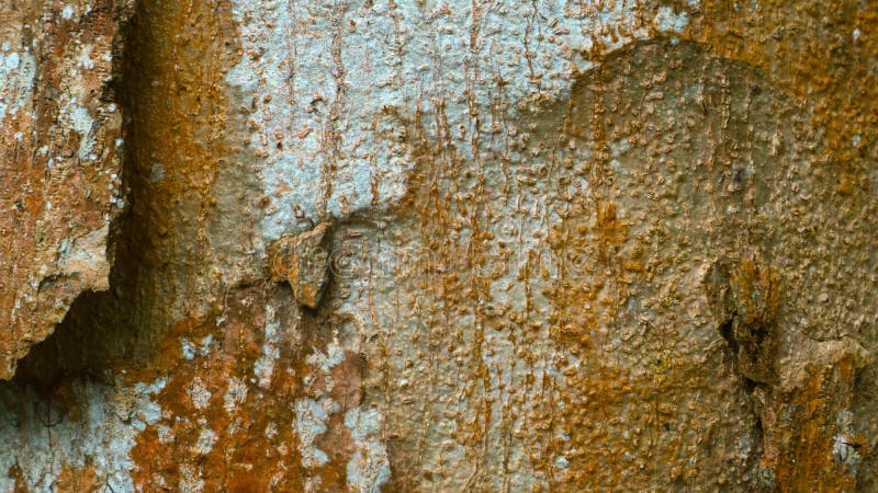 Amazing Wood Bark Texture As Background Stock Image - Image of aging ...