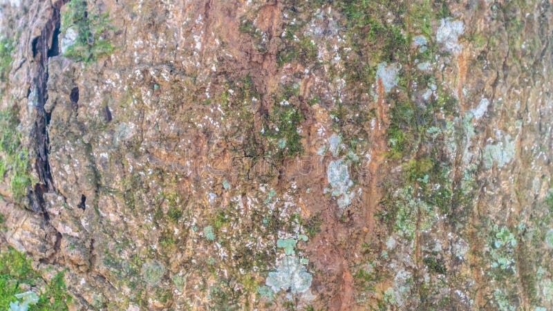 Amazing Wood Bark Texture As Background Stock Image - Image of grunge ...