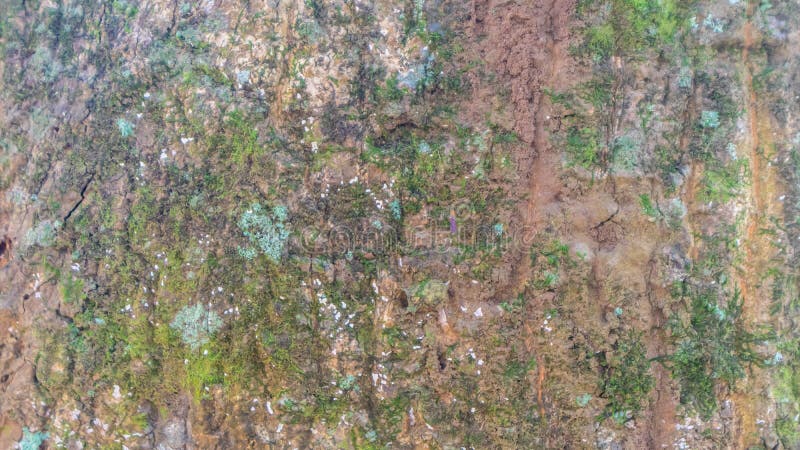 Amazing Wood Bark Texture As Background Stock Image - Image of peel ...