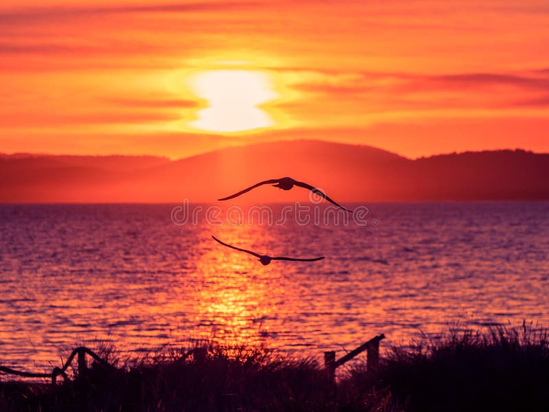 Amazing beach sunrise stock photo. Image of flying, amazing - 97769904