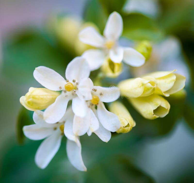 Amazing Beautiful Colorful Flowers Background. Stock Photo - Image of ...
