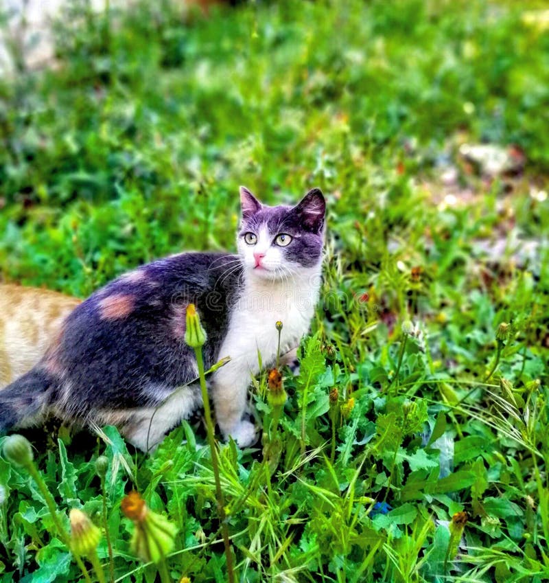 Amazing Beautiful and Cute Kitten Photo Stock Image - Image of cute ...