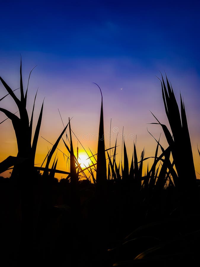 Amazing Beautiful Dramatic Field in Sunset Time for Background ...