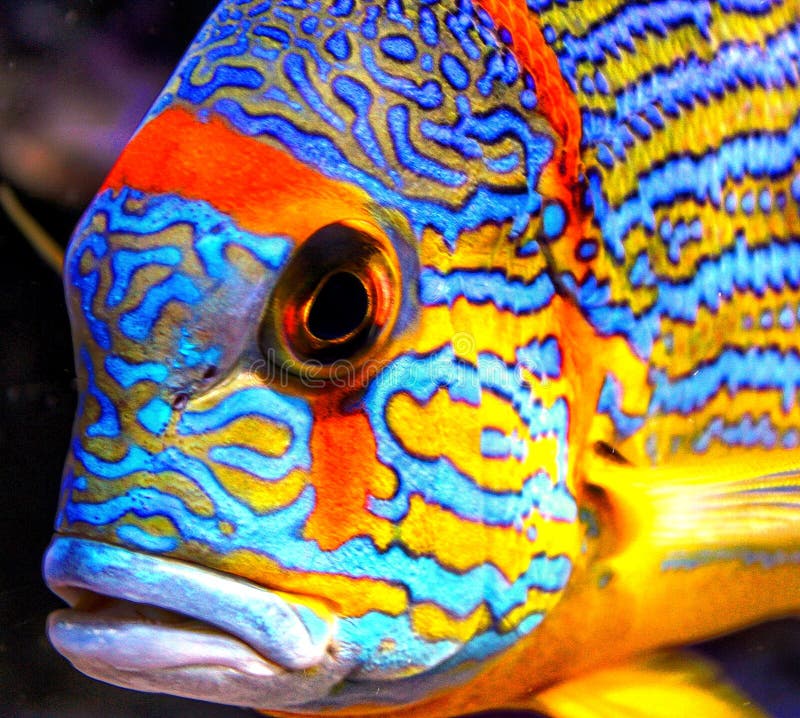 Amazing and Beautiful Multicolored Fish in Macro Stock Photo - Image of ...
