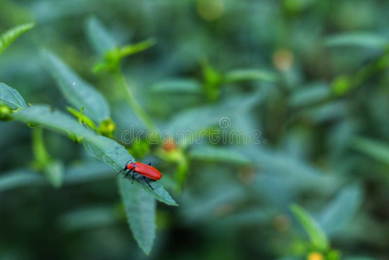 Amazing and Beautiful Red Insects Stock Photo - Image of insects ...