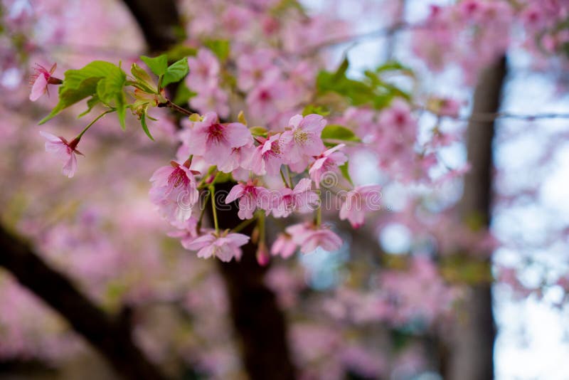 Amazing Beautiful Sakura Bloom in Japan Stock Image - Image of color ...